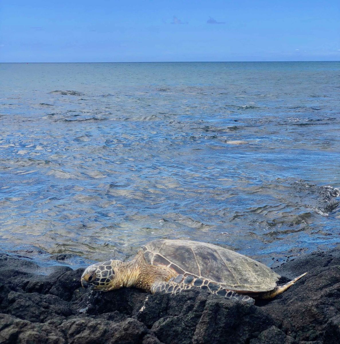 Best Beach To See Sea Turtles On The Big Island at Eric Toothaker blog